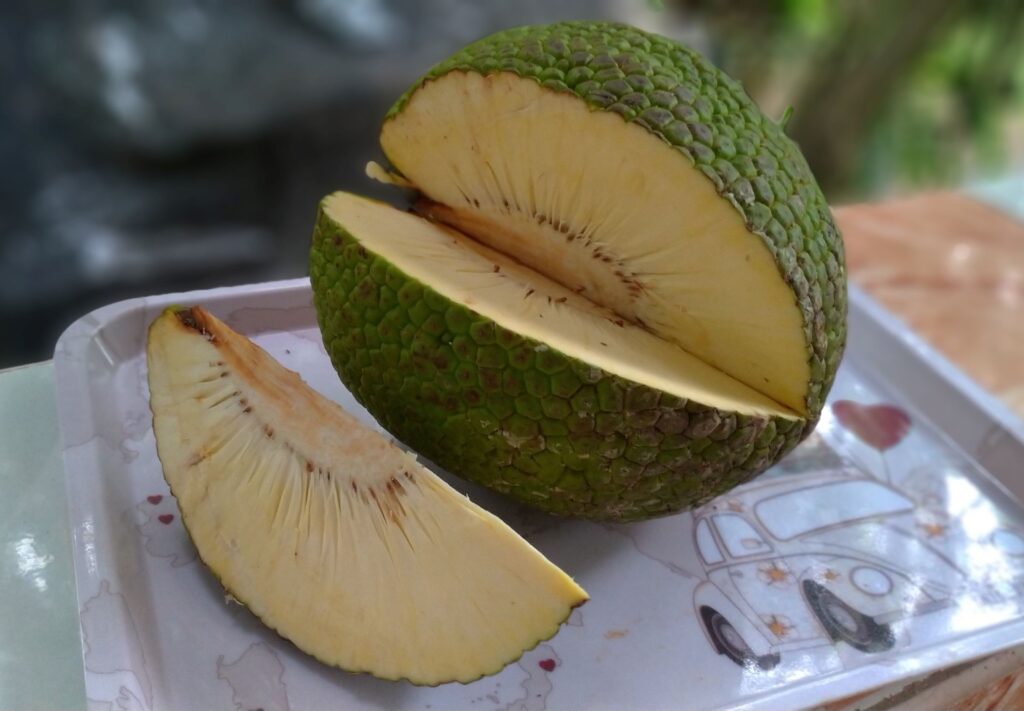 Jamaican Breadfruit