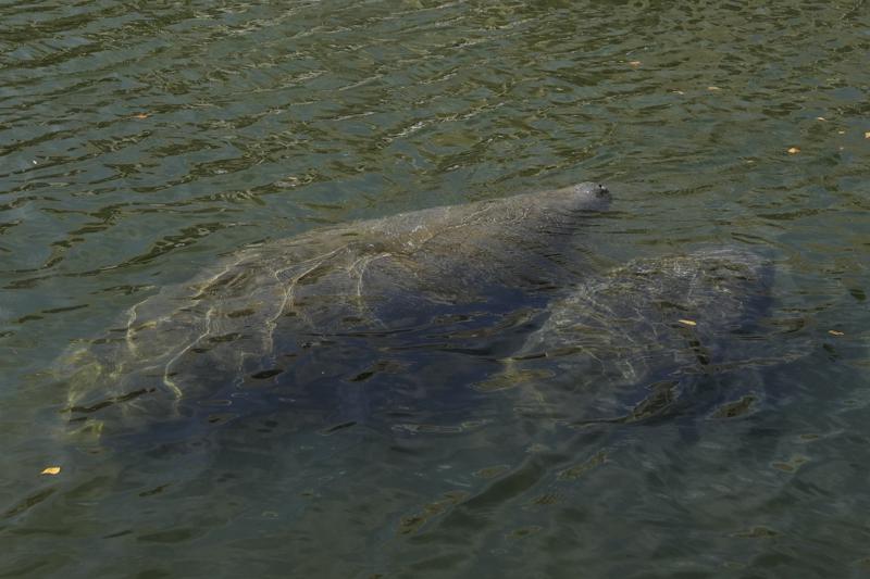 Florida’s starving manatees fed 55 tons of lettuce - CNW Network