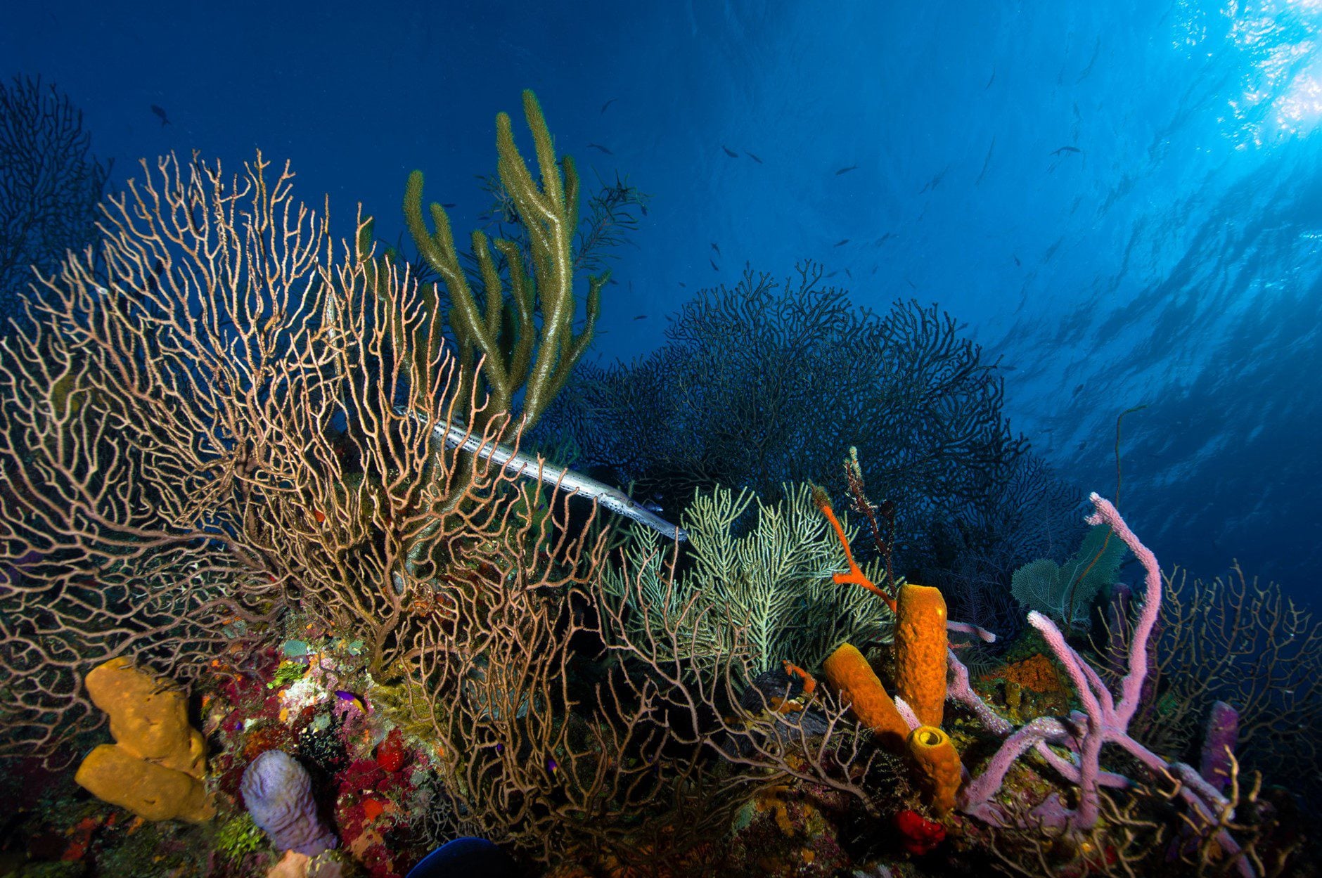 Belize Barrier reef - CNW Network