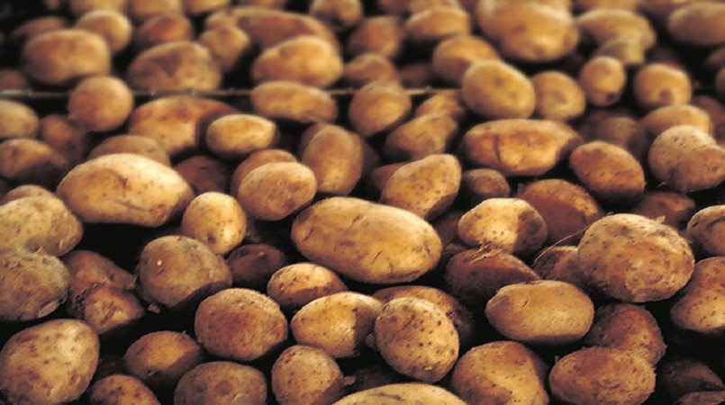 Minister Green applauds surge in Jamaica’s Irish potato production ...